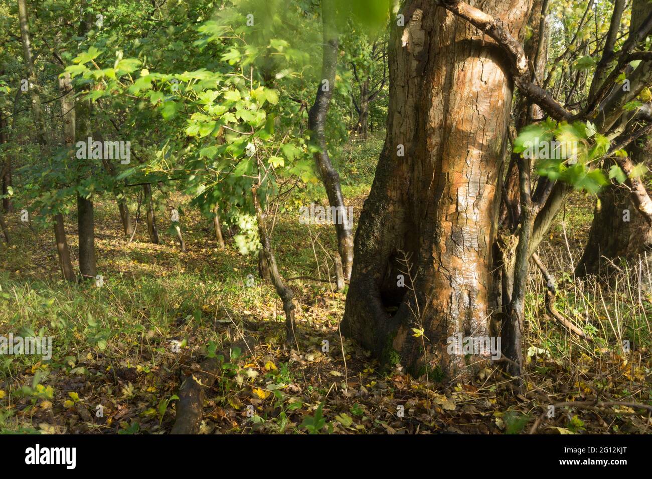 Low level forest floor Stock Photo - Alamy