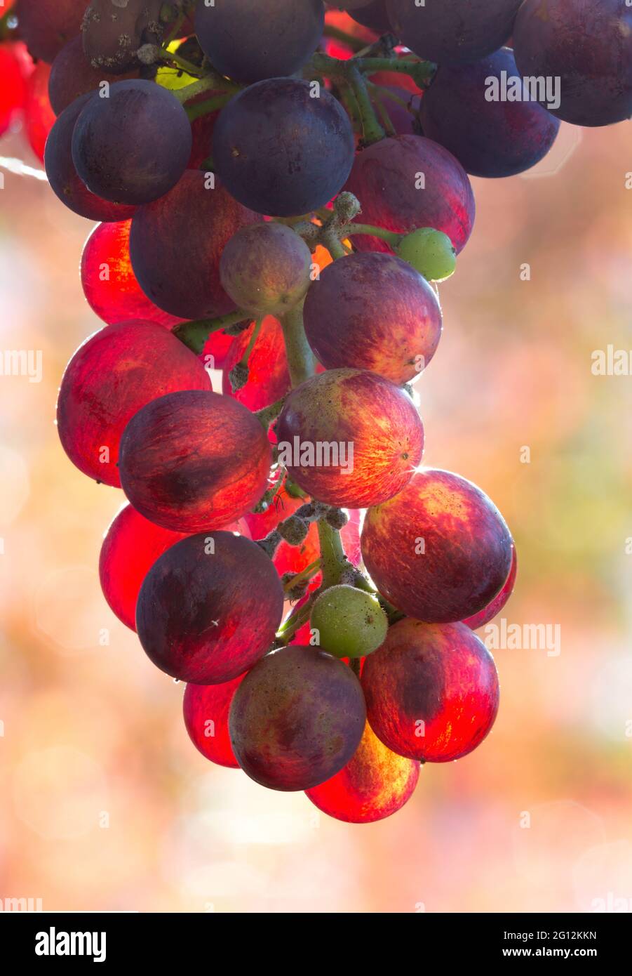 Closeup bunch of red grapes against the light Stock Photo - Alamy