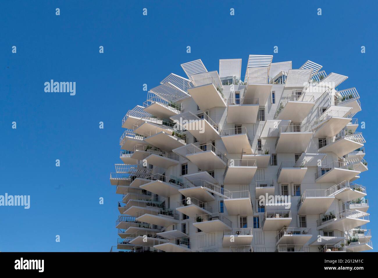 L'arbre blanc montpellier hi-res stock photography and images - Alamy