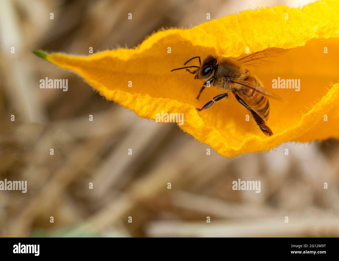 Honey bee looking for nectar inside the flower of a courgette plant ...