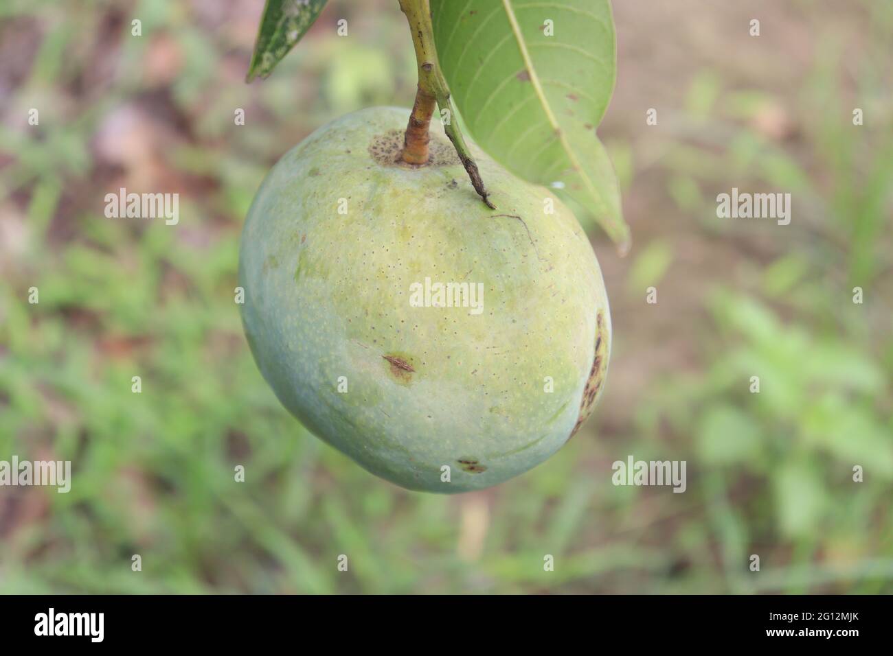 green raw mango on tree in the firm for harvest and eat Stock Photo - Alamy