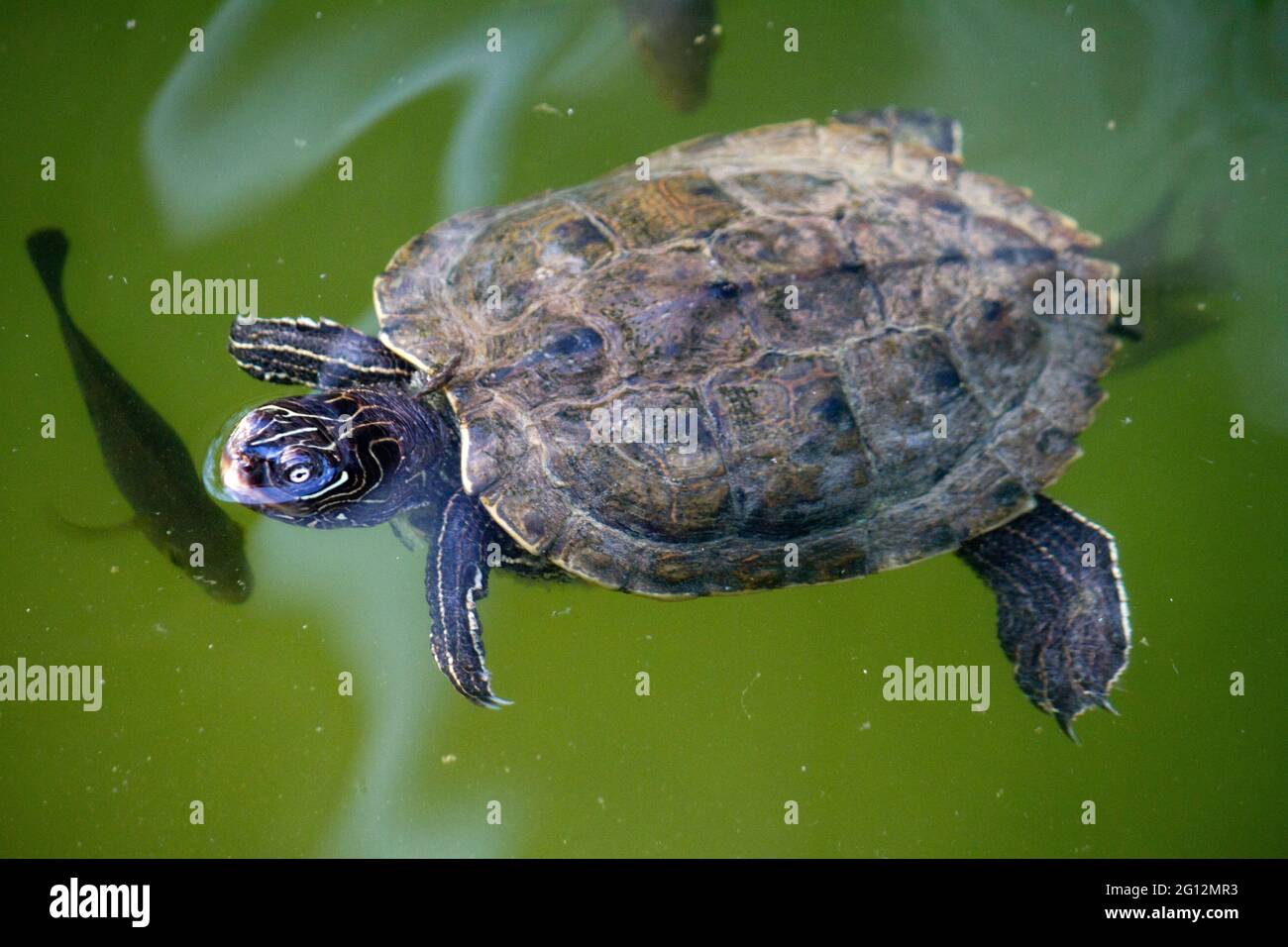 Turtle swimming, close up hi-res stock photography and images - Alamy