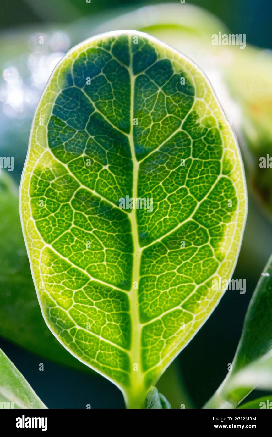 Abstract leaf image hi-res stock photography and images - Alamy