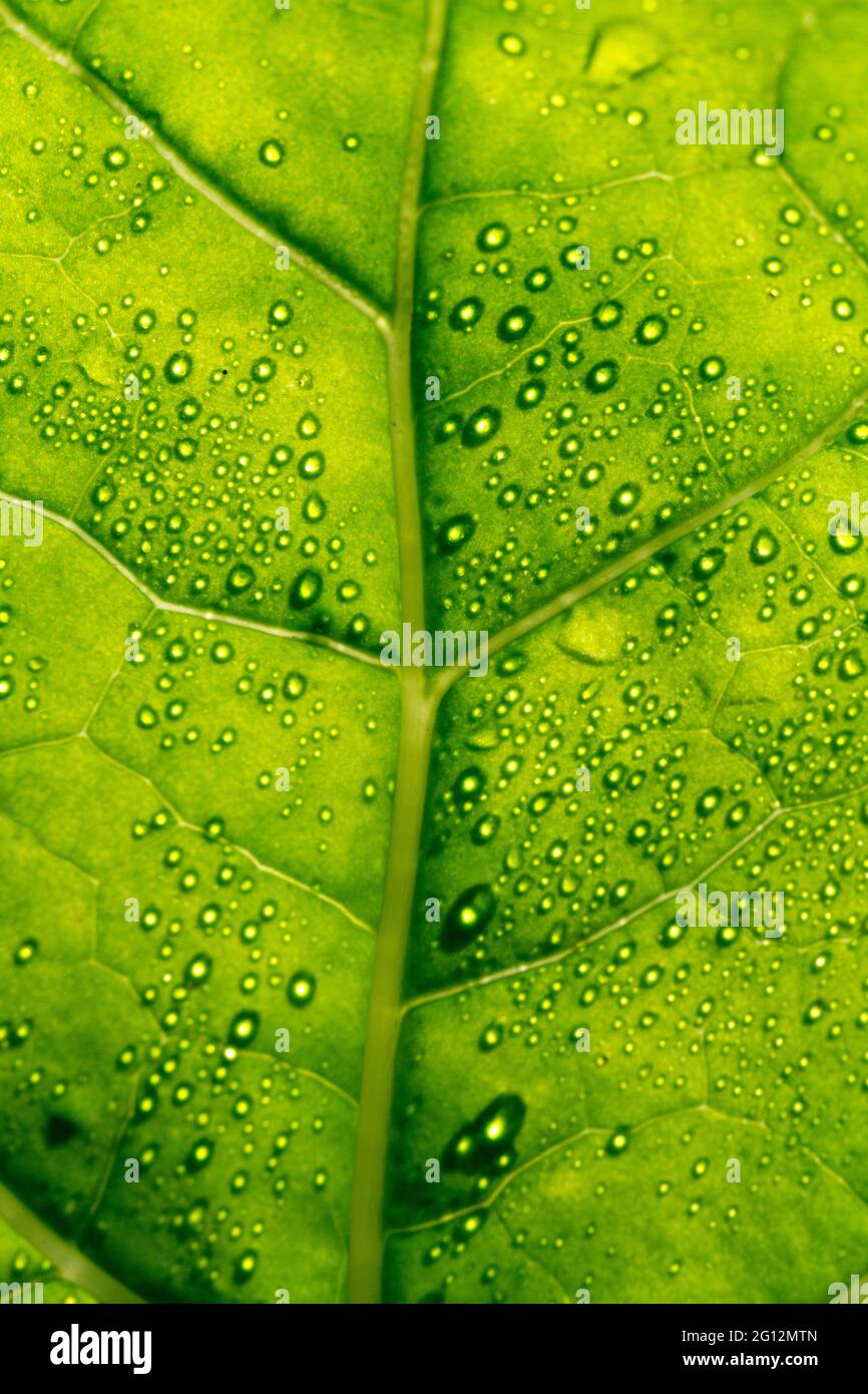 Abstract macro background of a leaf from a plant Stock Photo - Alamy