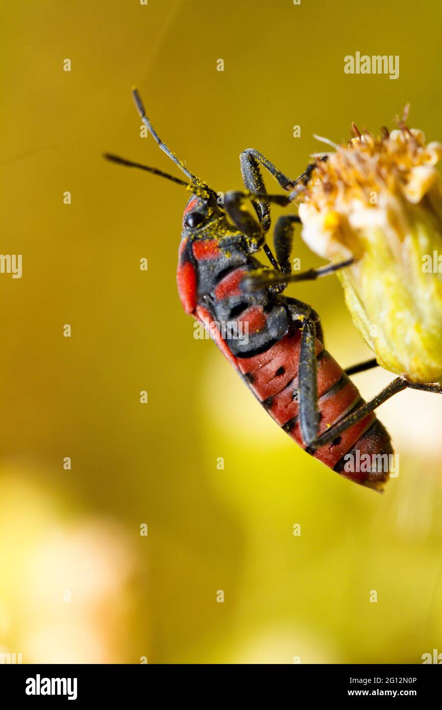 Chinch bug hi-res stock photography and images - Alamy