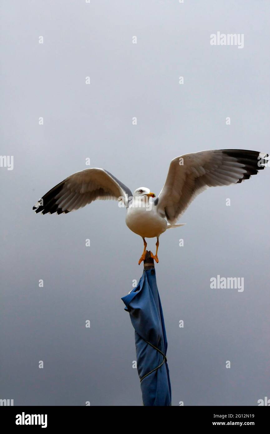 Blue gray flag hi-res stock photography and images - Alamy