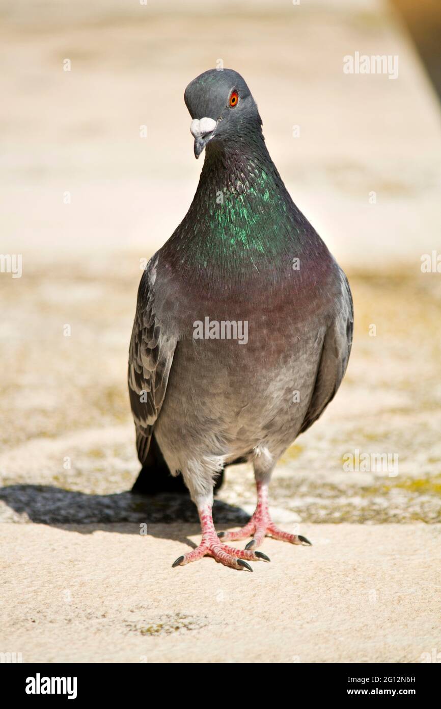 Pigeon camera hi-res stock photography and images - Alamy