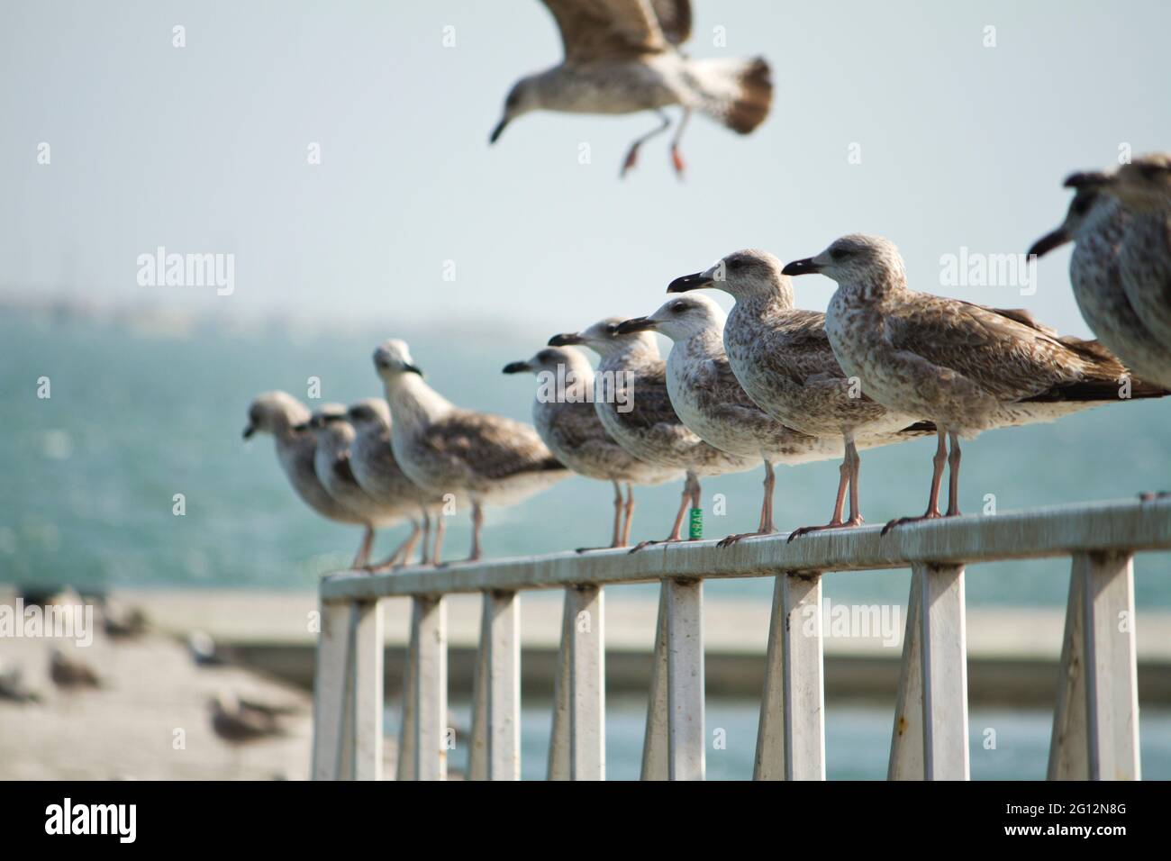 Animal by pier hi-res stock photography and images - Alamy