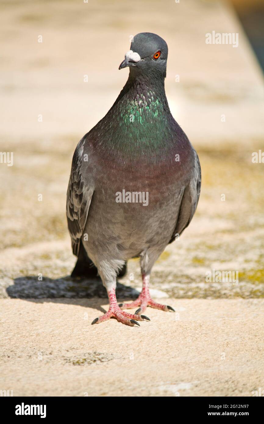 Pigeon up close hi-res stock photography and images - Alamy