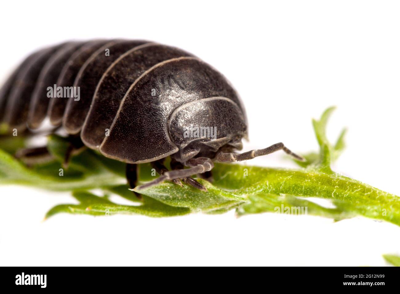 Pillbug armadillidium vulgare hi-res stock photography and images - Alamy