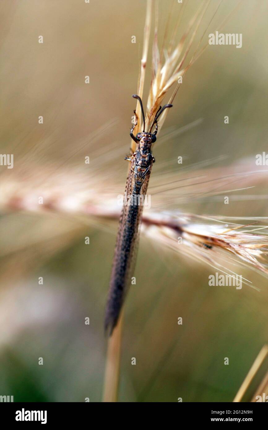 Ant Lion Myrmeleon Formicarius High Resolution Stock Photography and ...