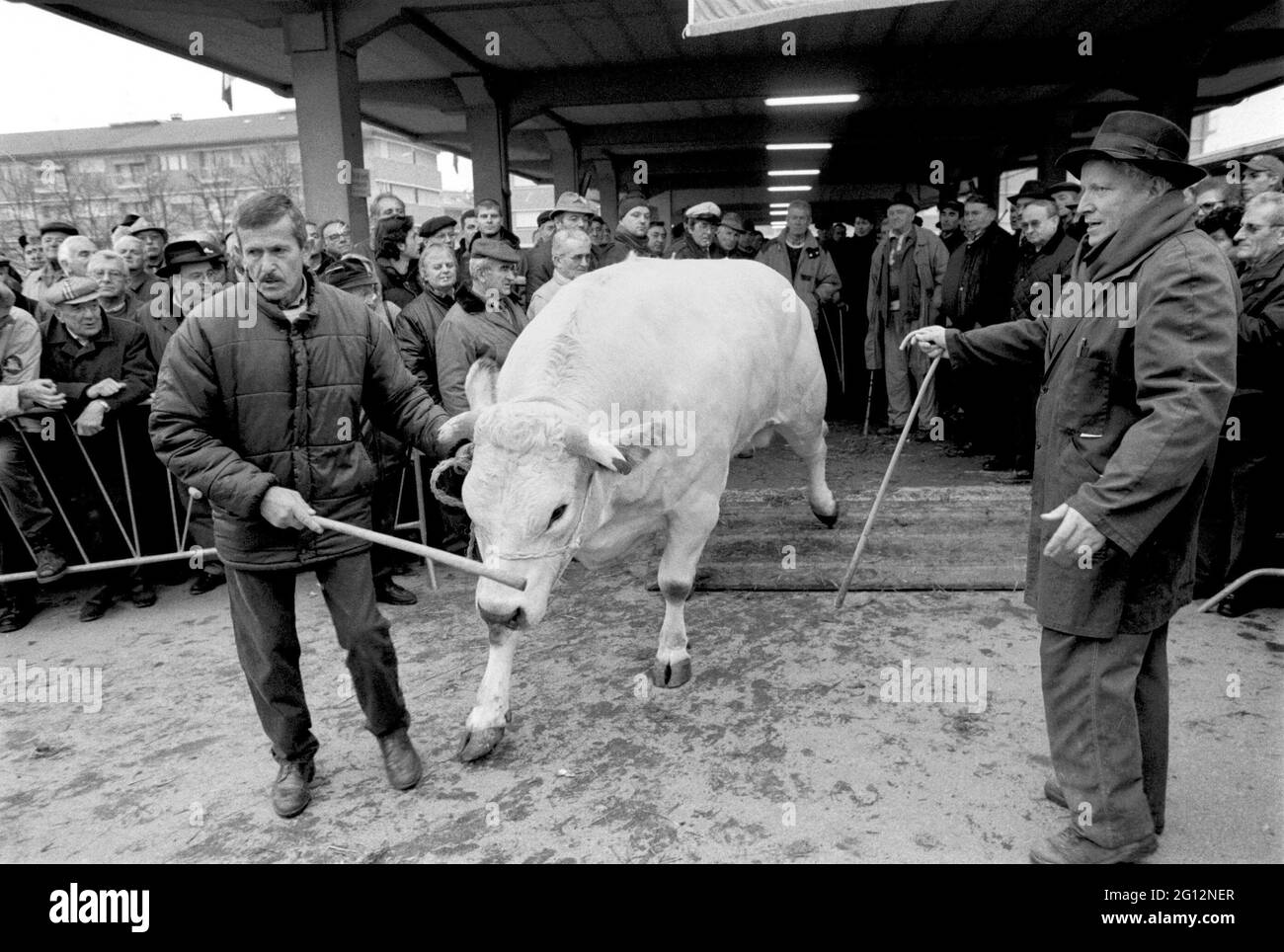 traditional feast of "Bue Grasso" (fat ox) in Carrù (Cuneo, Piedmont ...