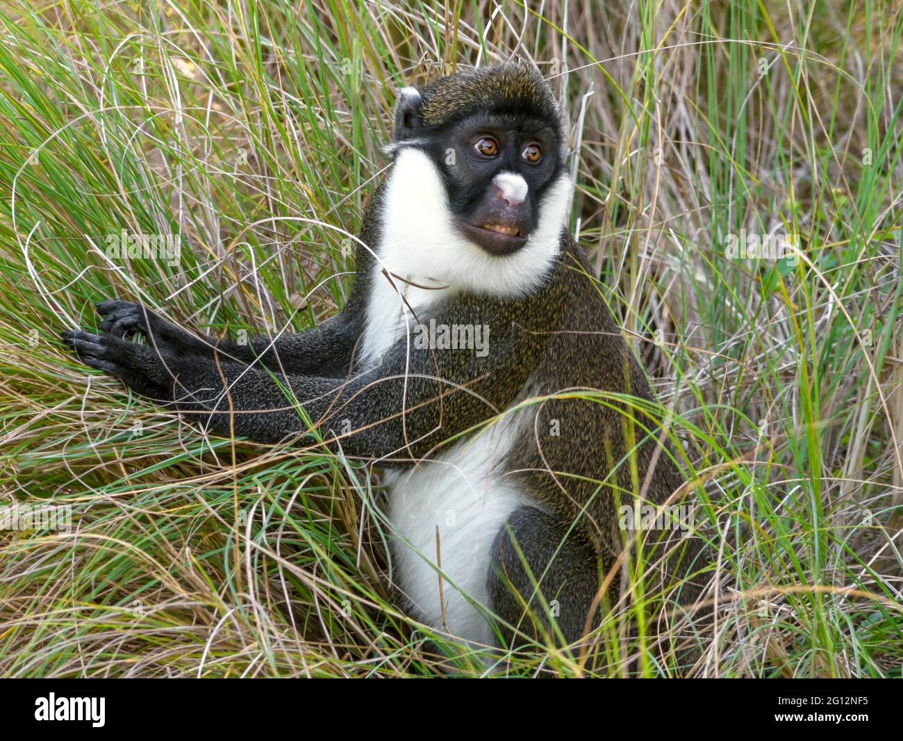 Petaurista hi-res stock photography and images - Alamy