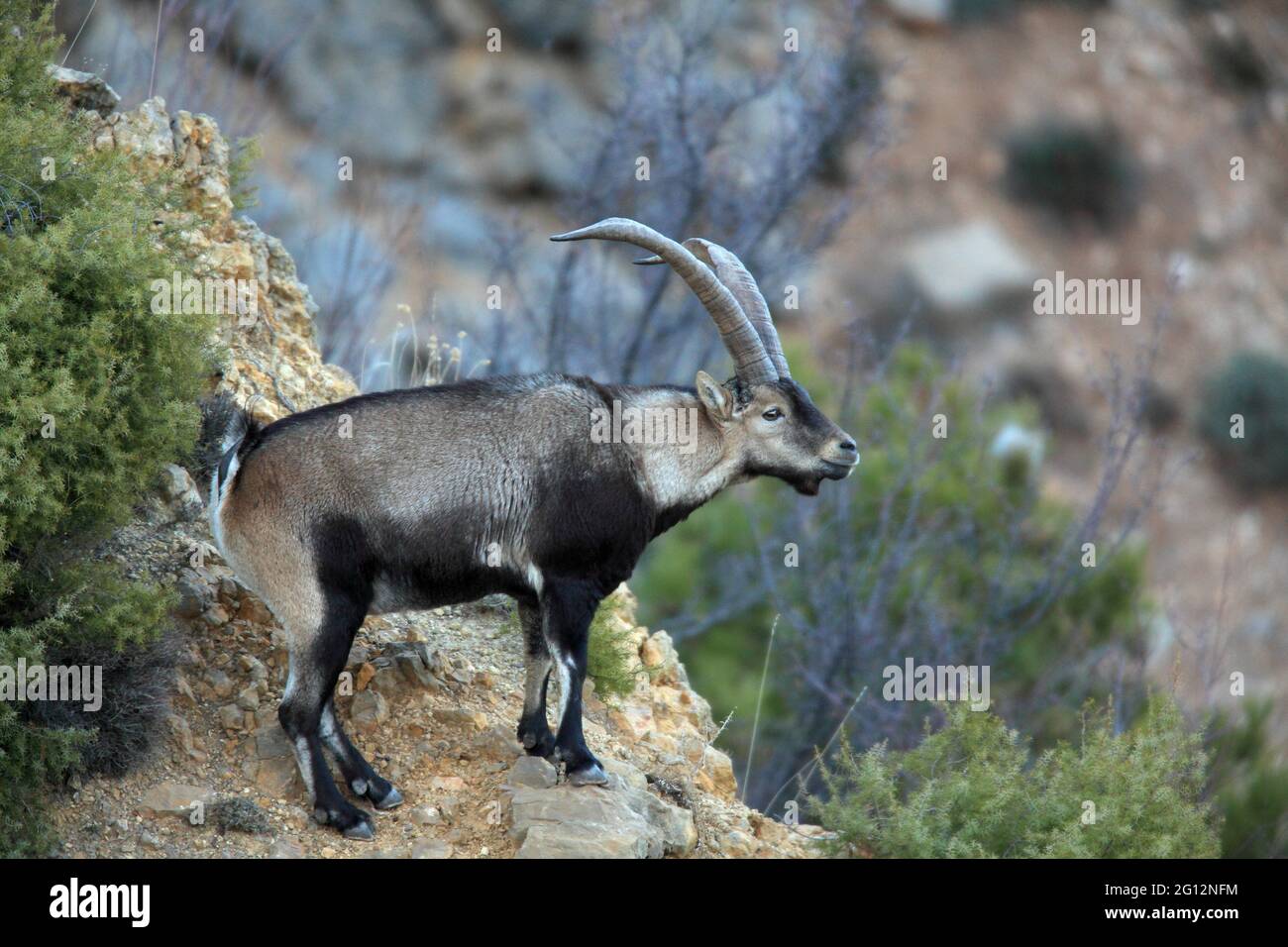Male Mountain Goat High Resolution Stock Photography and Images - Alamy