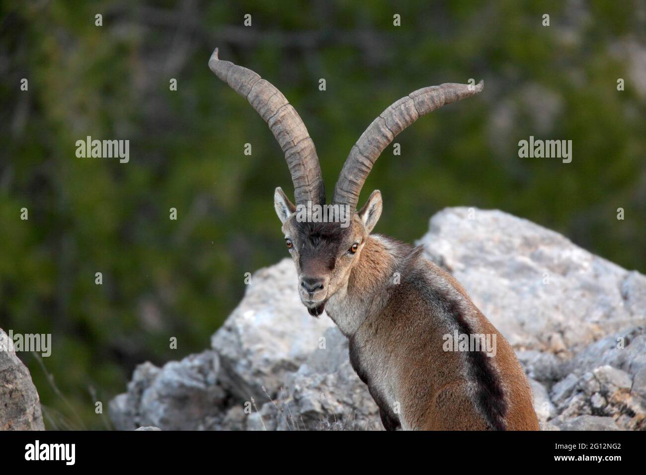 Male Mountain Goat High Resolution Stock Photography and Images - Alamy