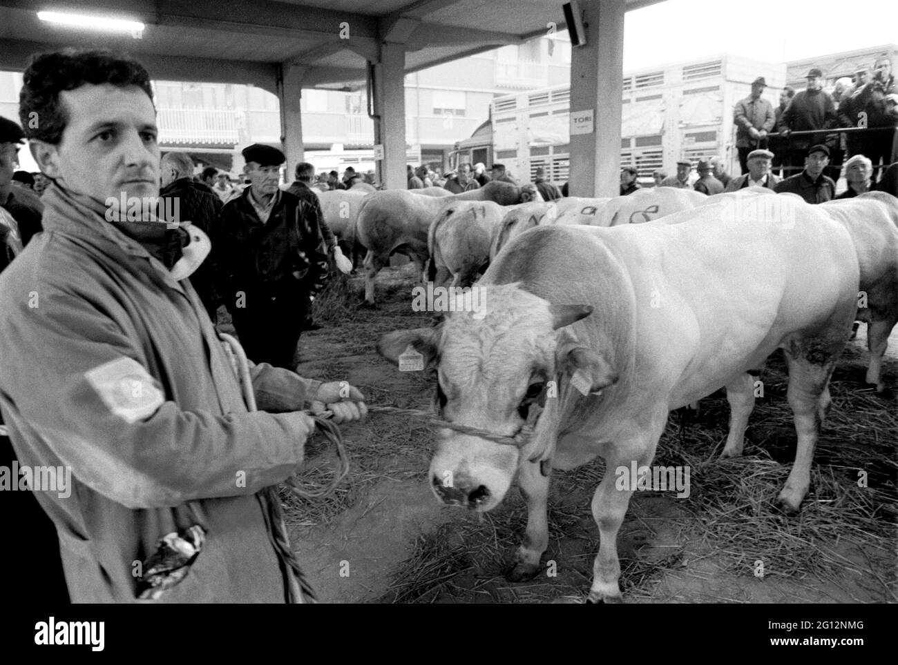 traditional feast of "Bue Grasso" (fat ox) in Carrù (Cuneo, Piedmont ...