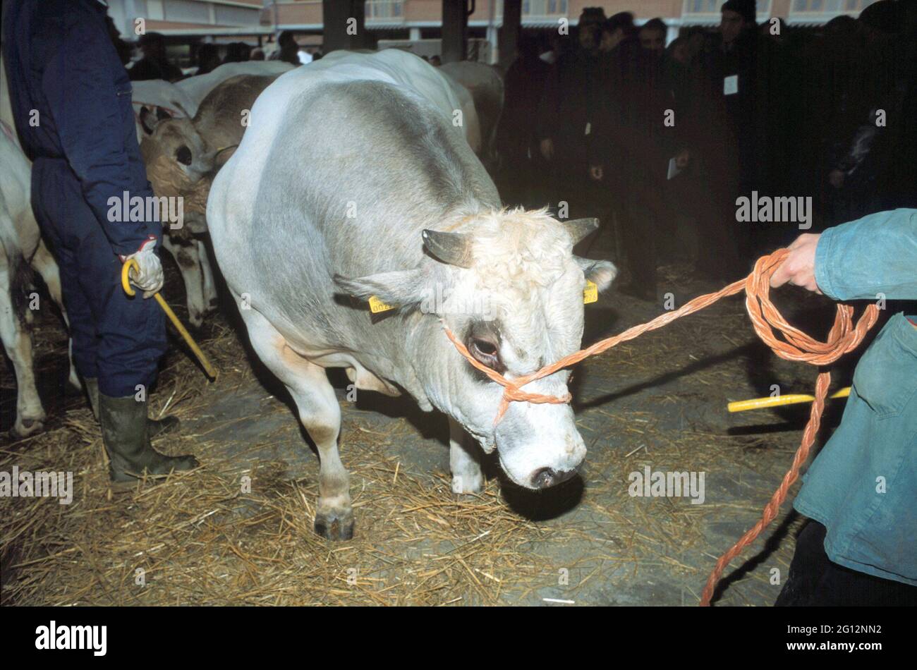 traditional feast of "Bue Grasso" (fat ox) in Carrù (Cuneo, Piedmont ...
