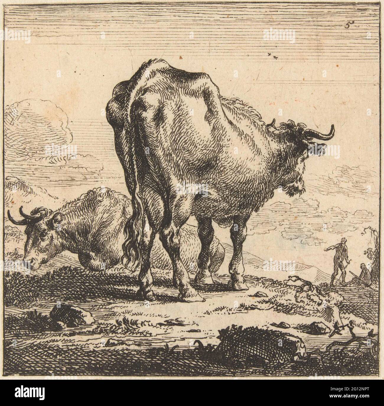 Seen from behind and cow on a slope; Cows Stock Photo - Alamy