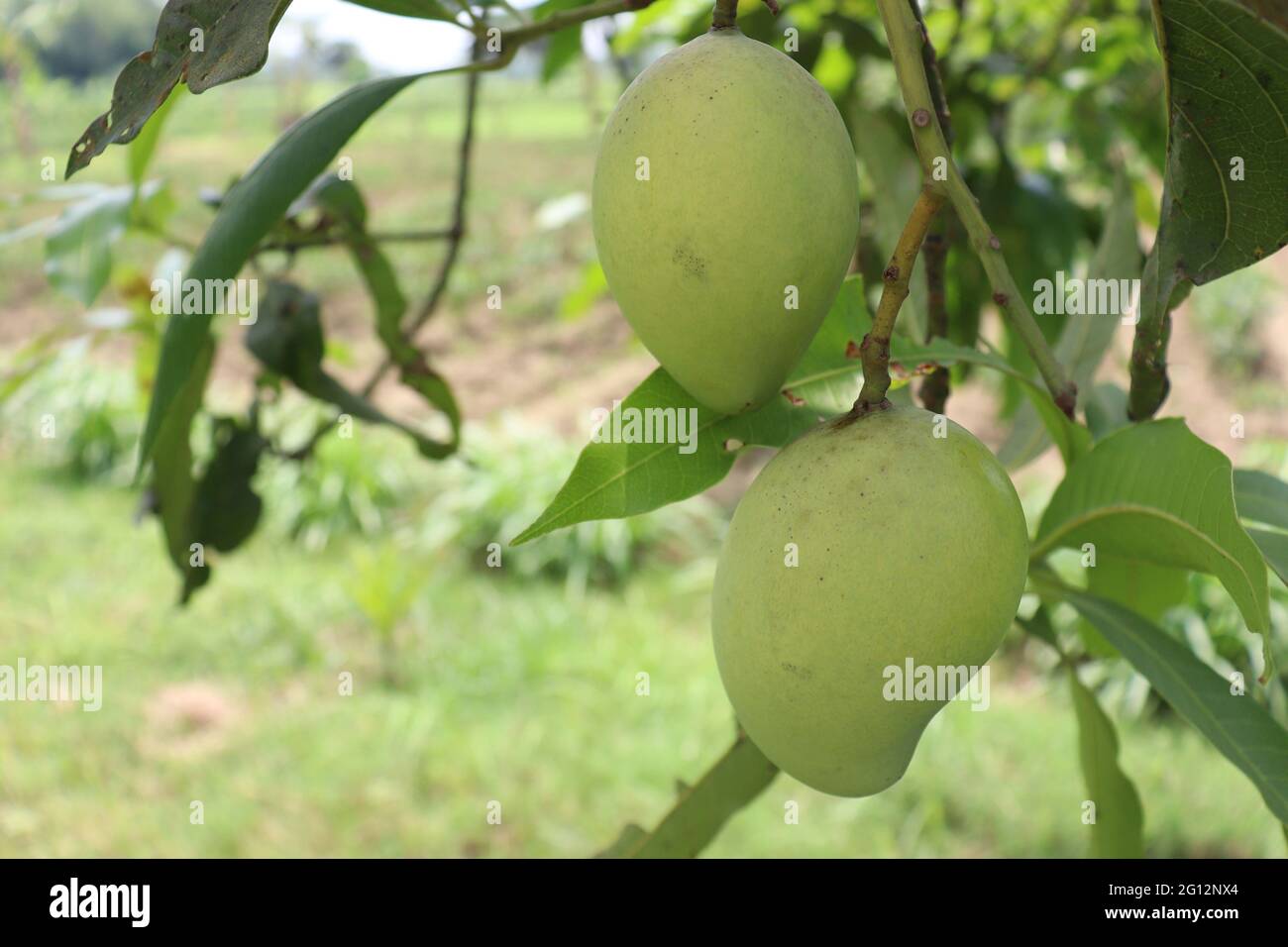 green raw mango on tree in the firm for harvest and eat Stock Photo - Alamy