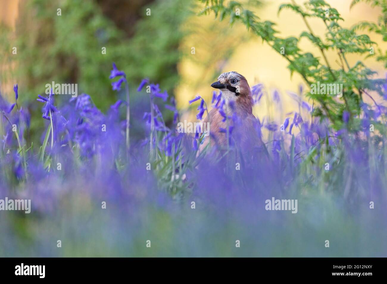 Blue jay bird flower hi-res stock photography and images - Alamy