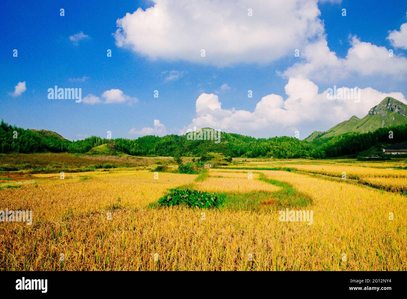 Pastoral autumn scenery with the background of the mountains Stock ...
