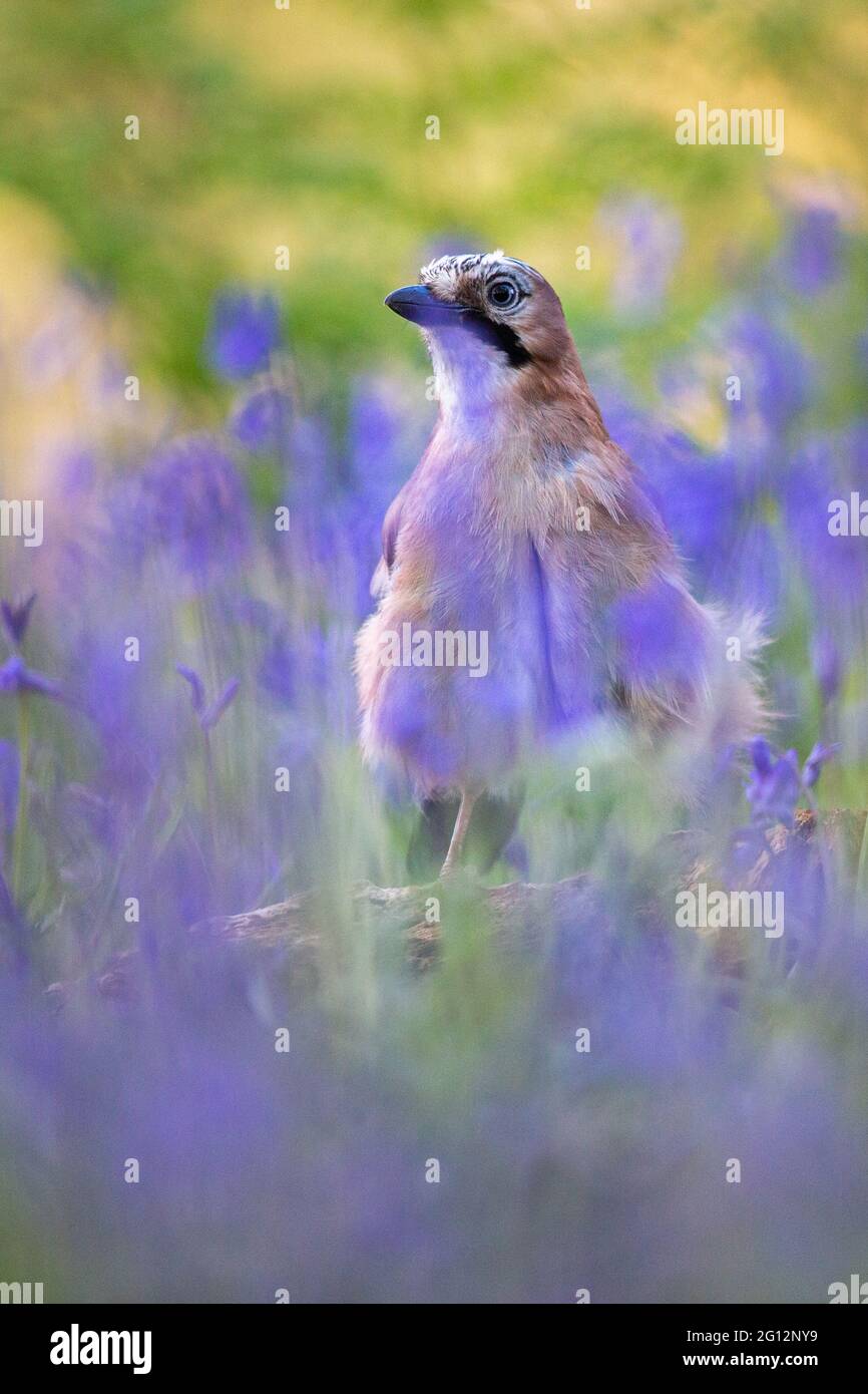 Blue jay bird flower hi-res stock photography and images - Alamy