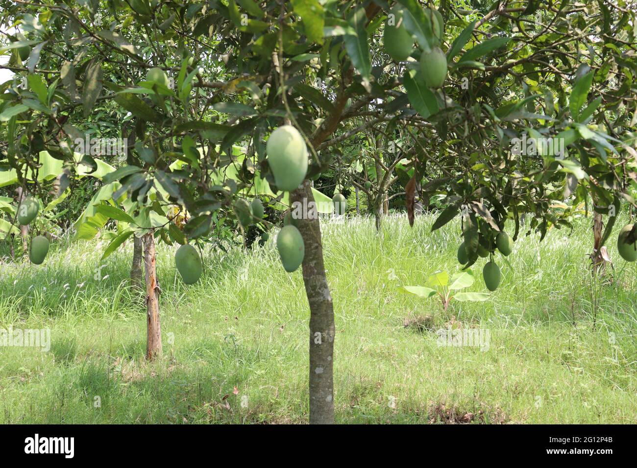 green raw mango on tree in the firm for harvest and eat Stock Photo - Alamy