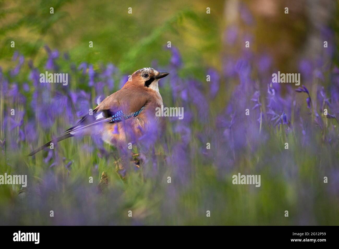 Blue jay bird flower hi-res stock photography and images - Alamy