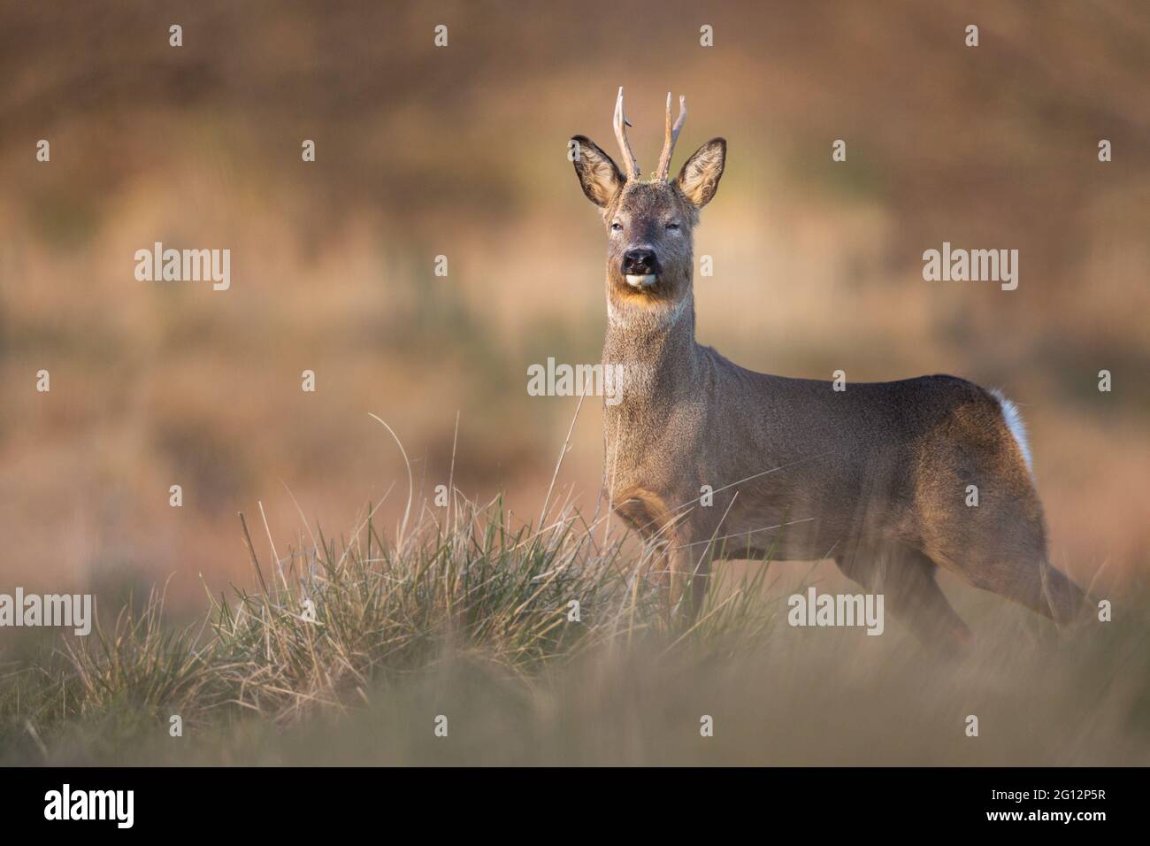 Grassland roedeer hi-res stock photography and images - Alamy