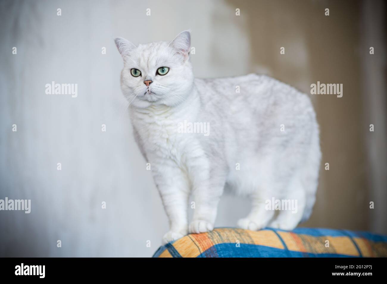 adult cat pedigree Scottish chinchilla straight ears, at home Stock ...