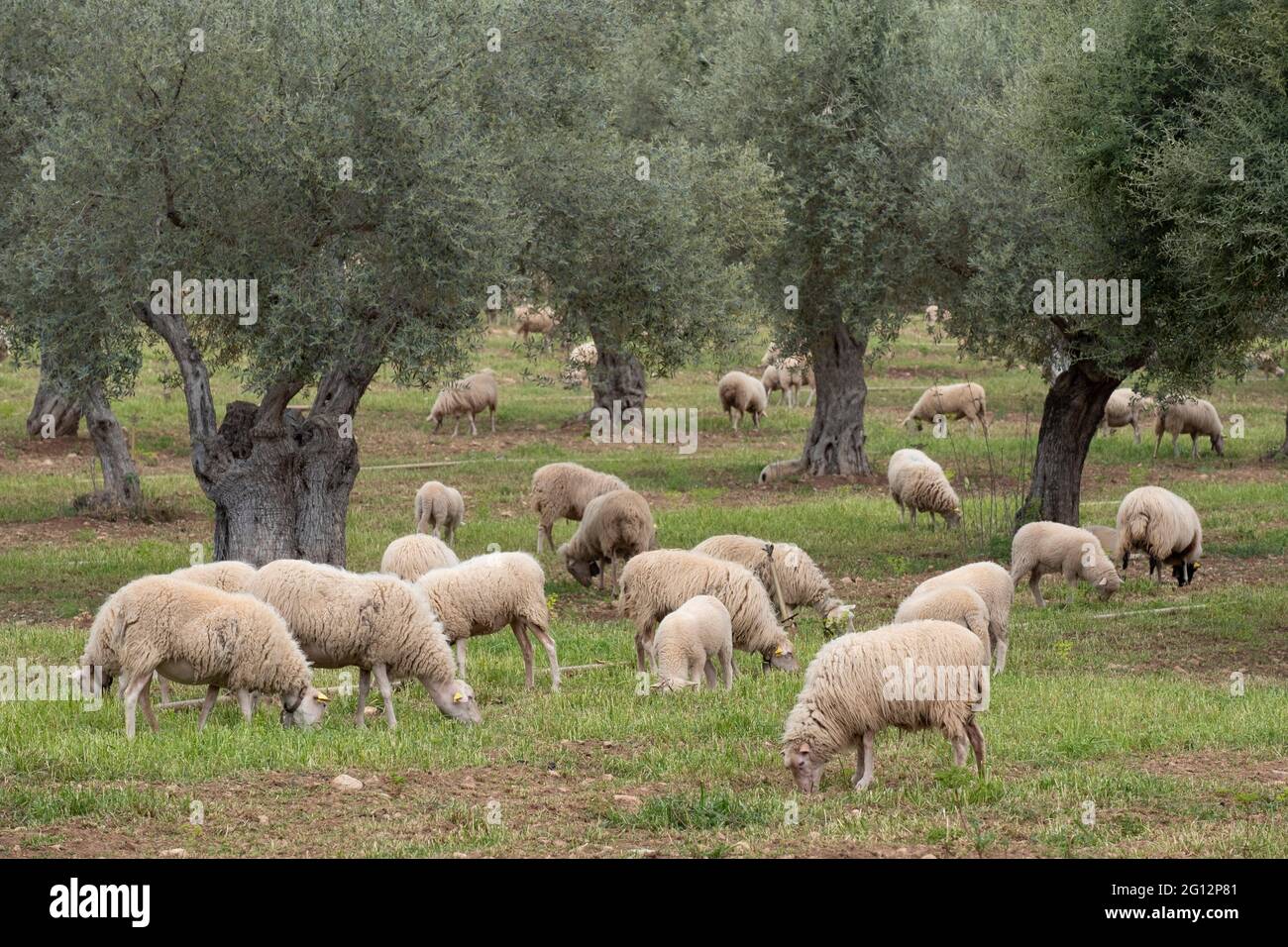 Olive tree sheep hi-res stock photography and images - Alamy