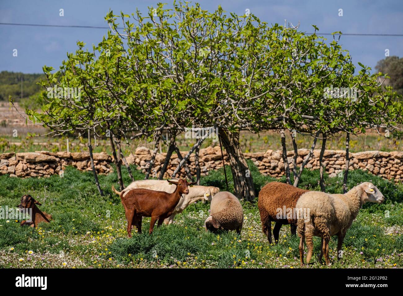 Goat under a tree hi-res stock photography and images - Alamy