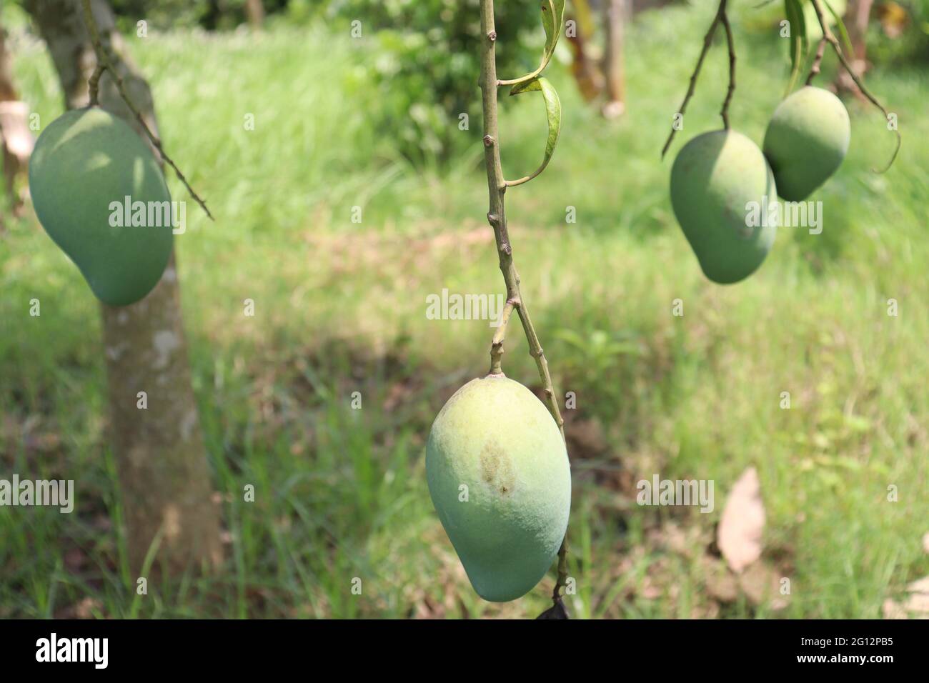 green raw mango on tree in the firm for harvest and eat Stock Photo - Alamy