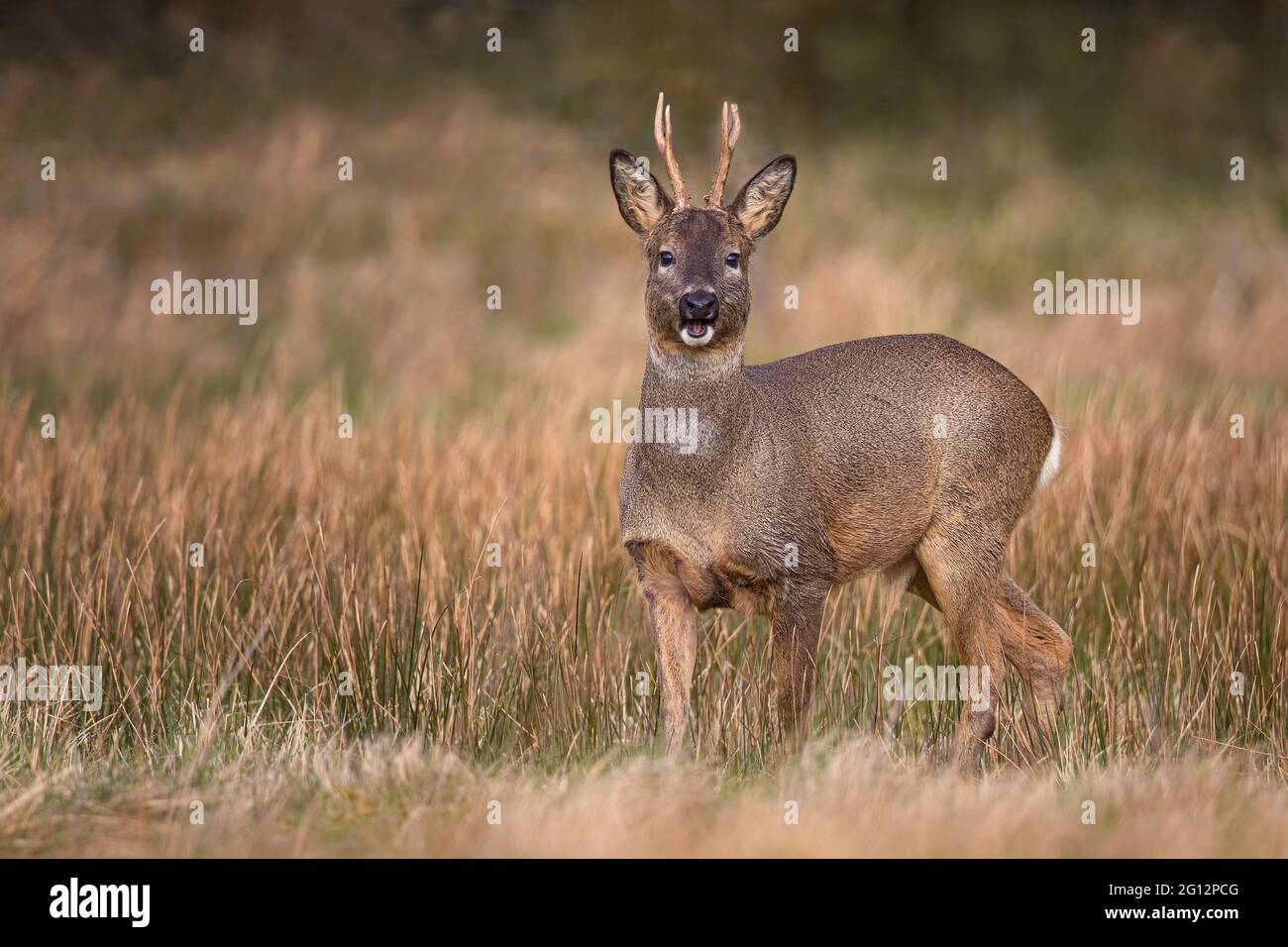 Grassland roedeer hi-res stock photography and images - Alamy