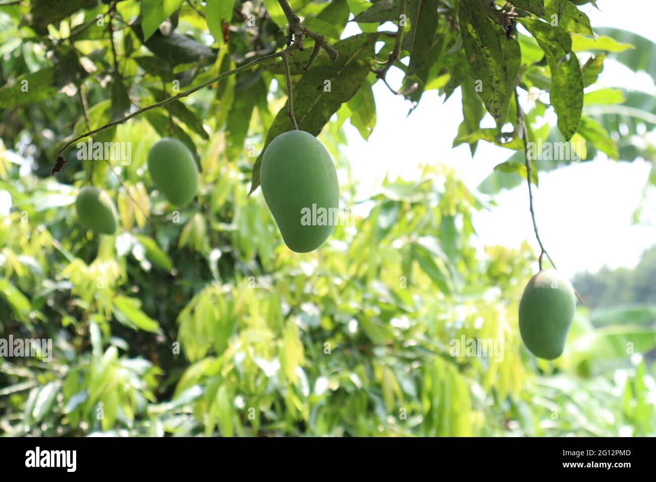 green raw mango on tree in the firm for harvest and eat Stock Photo - Alamy