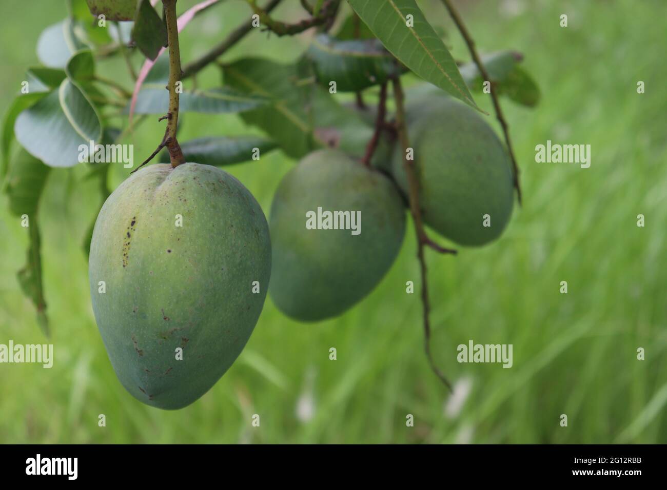 green raw mango on tree in the firm for harvest and eat Stock Photo - Alamy