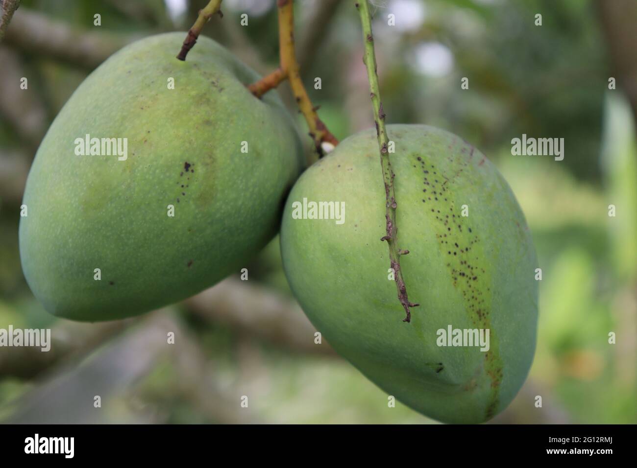 green raw mango on tree in the firm for harvest and eat Stock Photo - Alamy