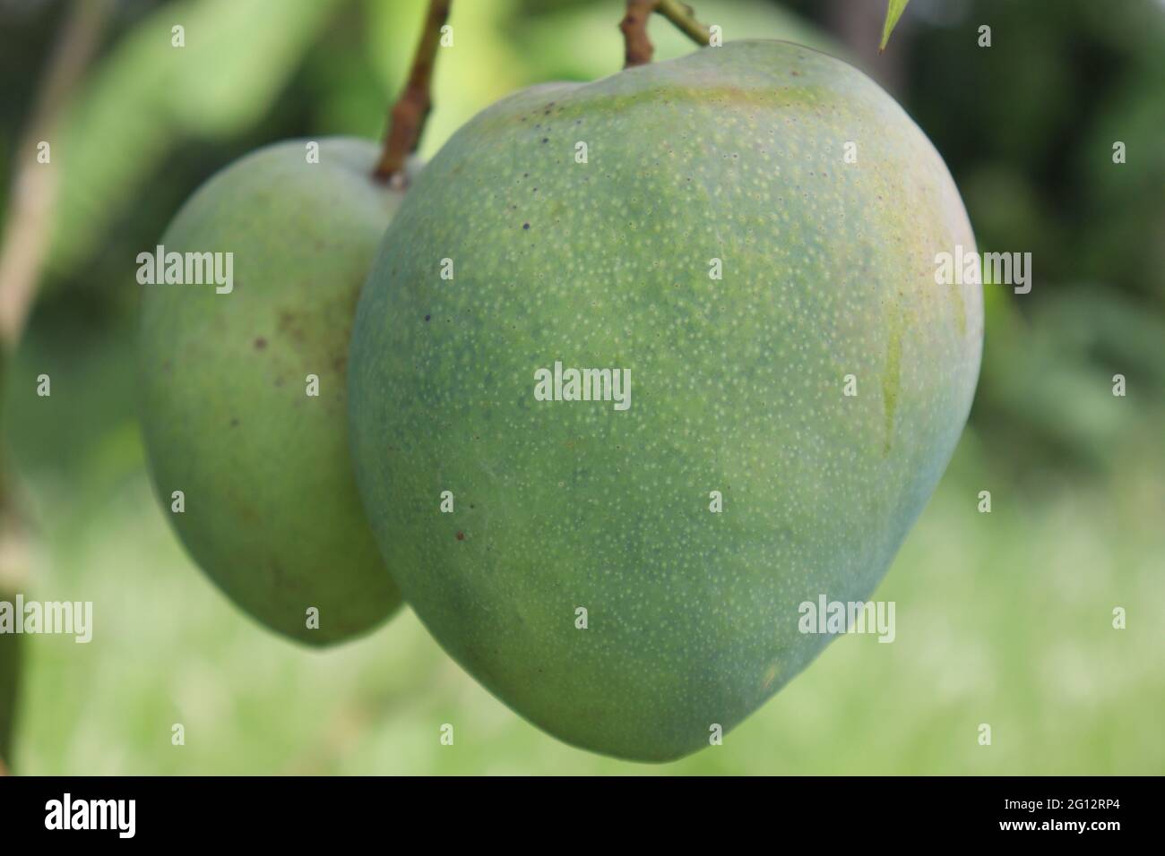 green raw mango on tree in the firm for harvest and eat Stock Photo - Alamy