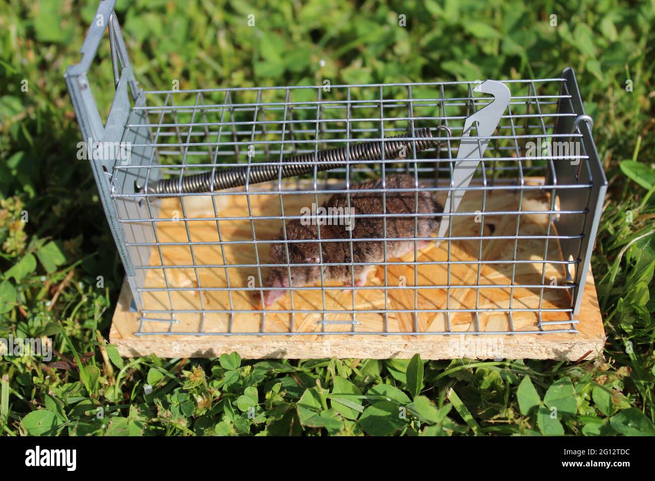 mousetrap with a shrew in the meadow Stock Photo - Alamy