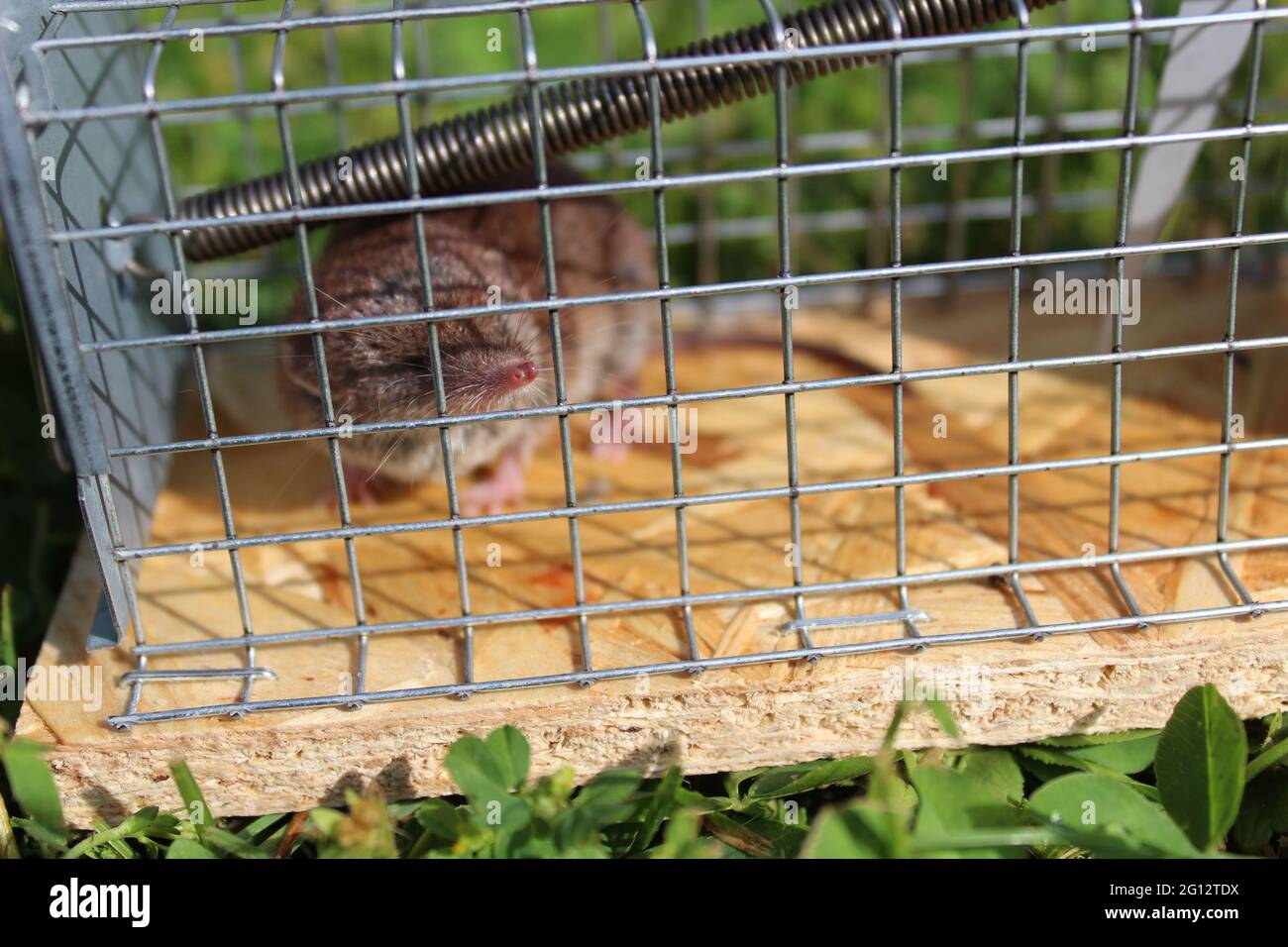 mousetrap with a shrew in the meadow Stock Photo - Alamy