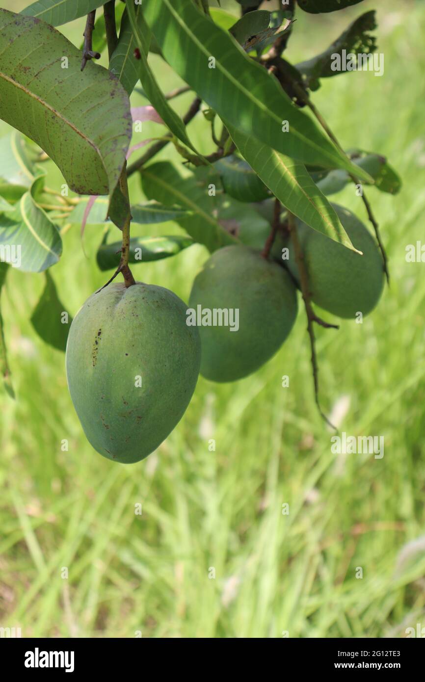 green raw mango on tree in the firm for harvest and eat Stock Photo - Alamy