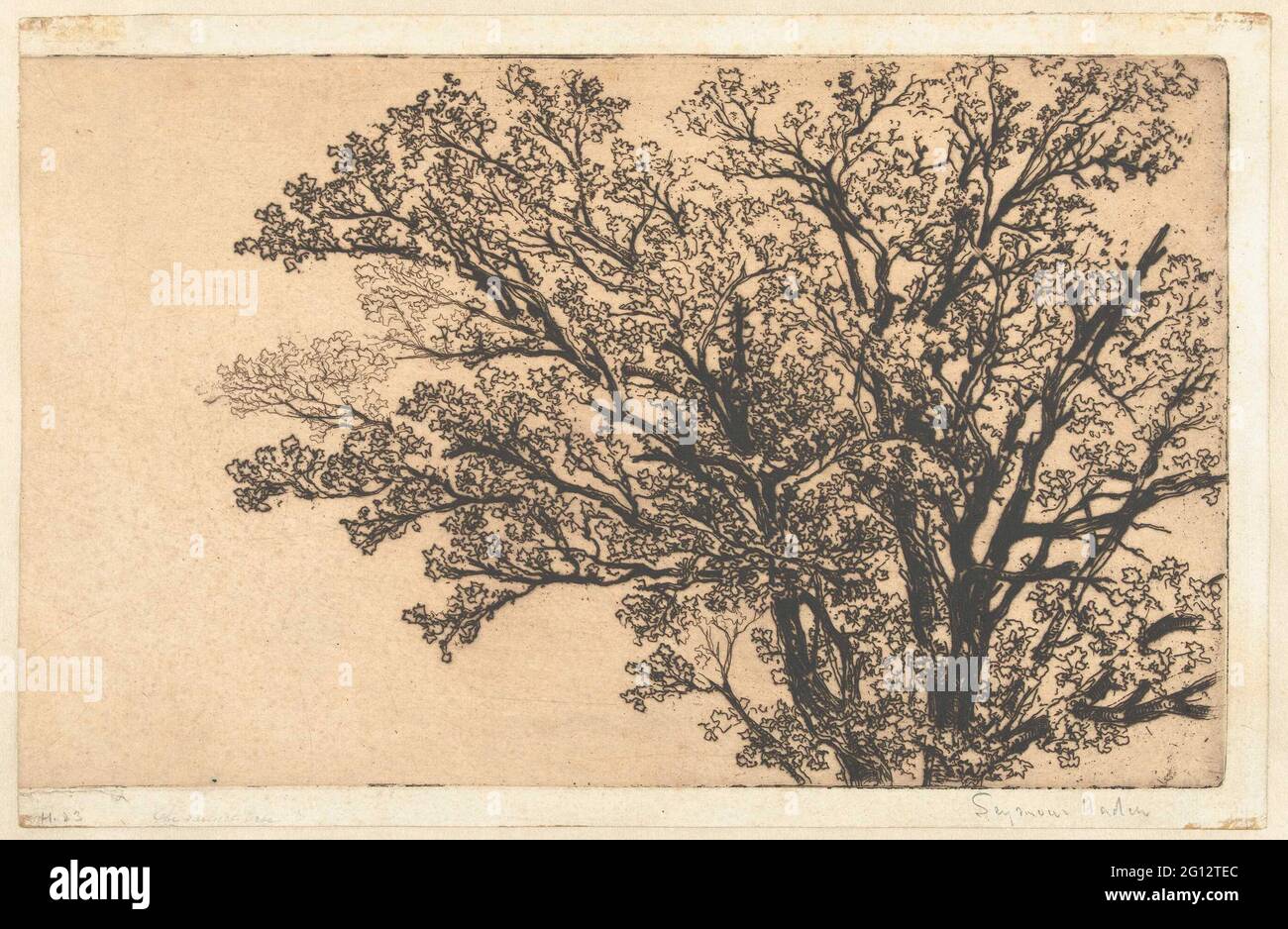 Crown a tree; The Earliest Tree. A tree with young leaves. Possibly the ...