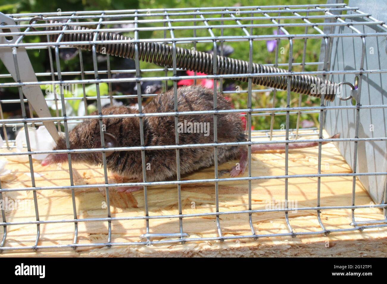 mousetrap with a shrew in the meadow Stock Photo - Alamy