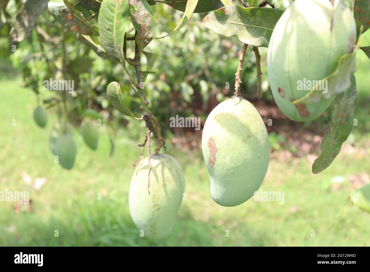 green raw mango on tree in the firm for harvest and eat Stock Photo - Alamy