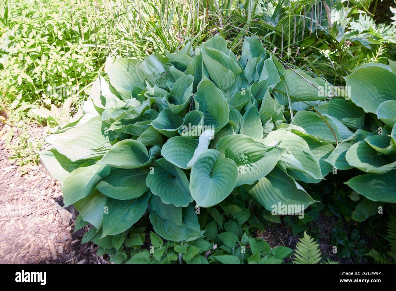 Hosta is a genus of plants commonly known as hostas, plantain lilies ...