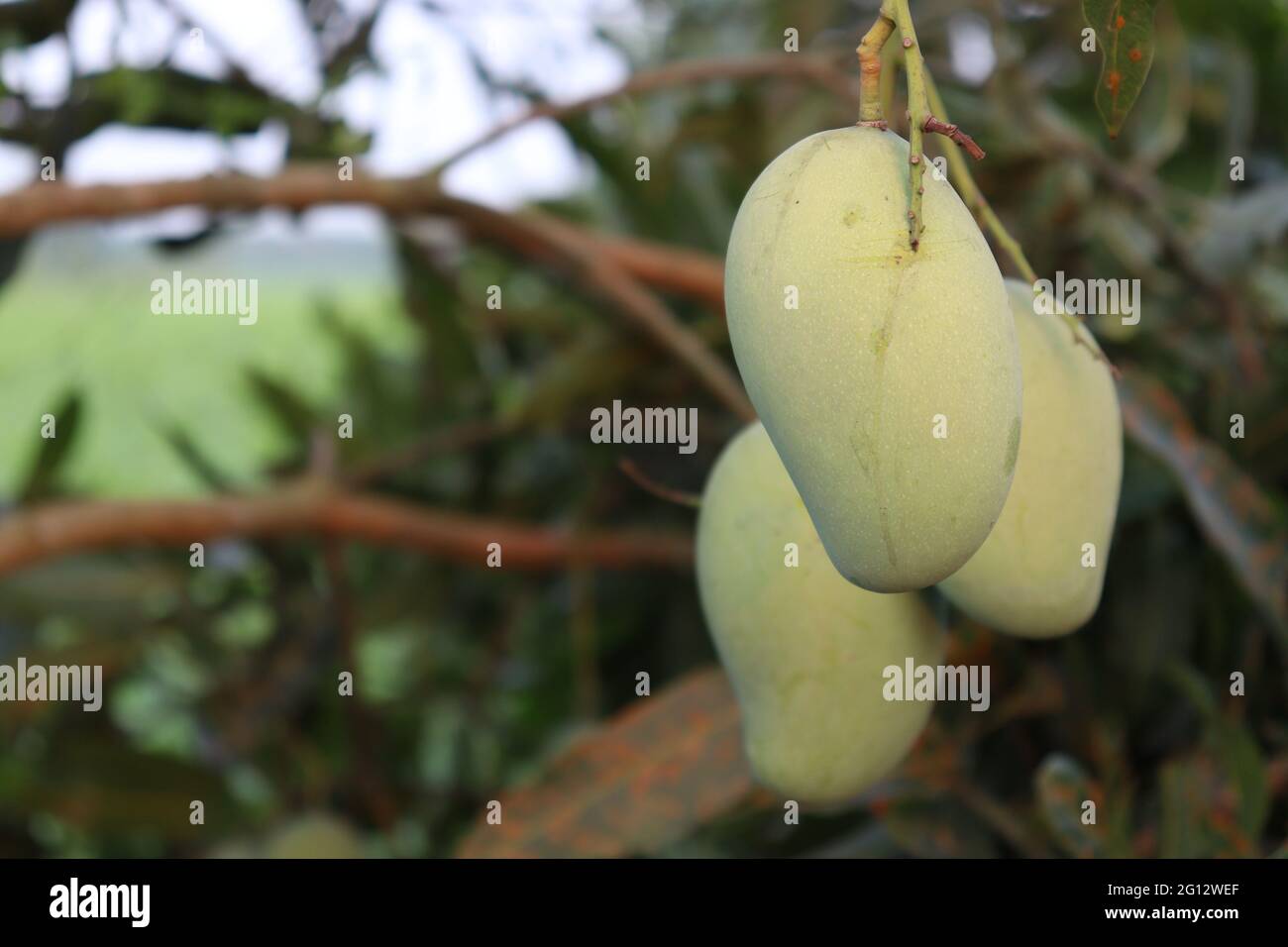 green raw mango on tree in the firm for harvest and eat Stock Photo - Alamy