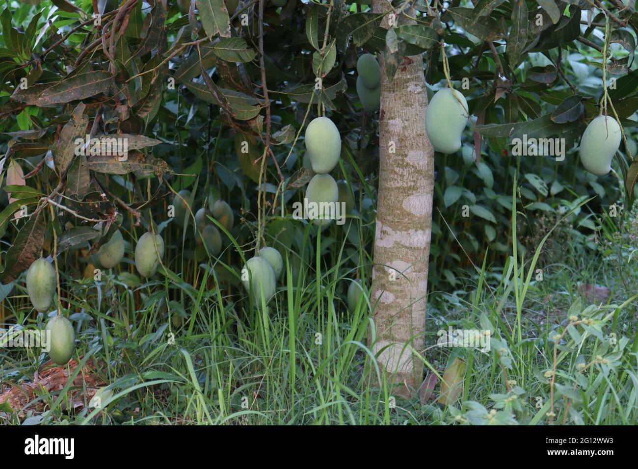 green raw mango on tree in the firm for harvest and eat Stock Photo - Alamy