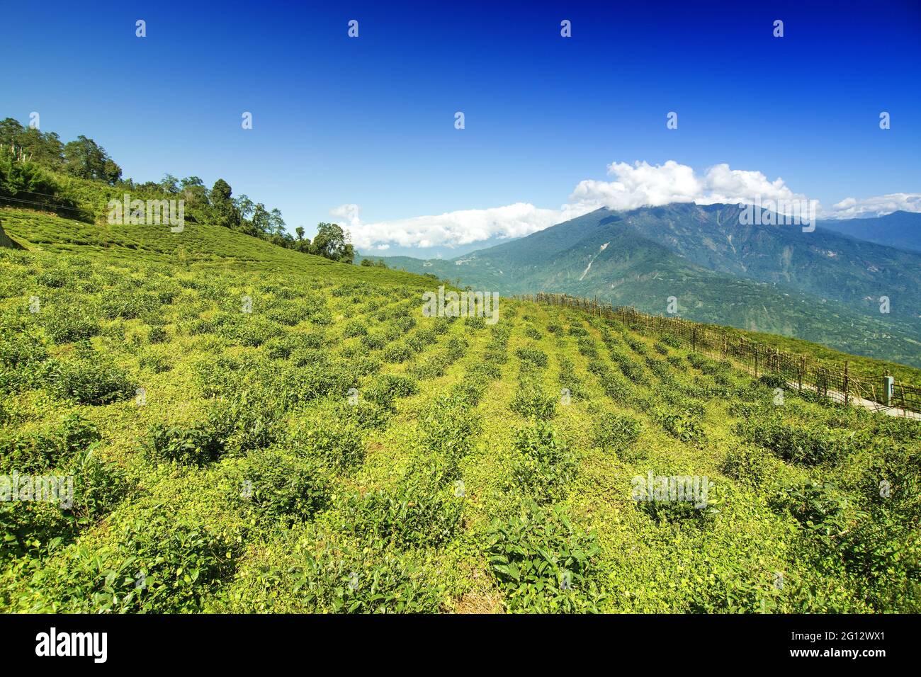 Indian tea garden hi-res stock photography and images - Alamy