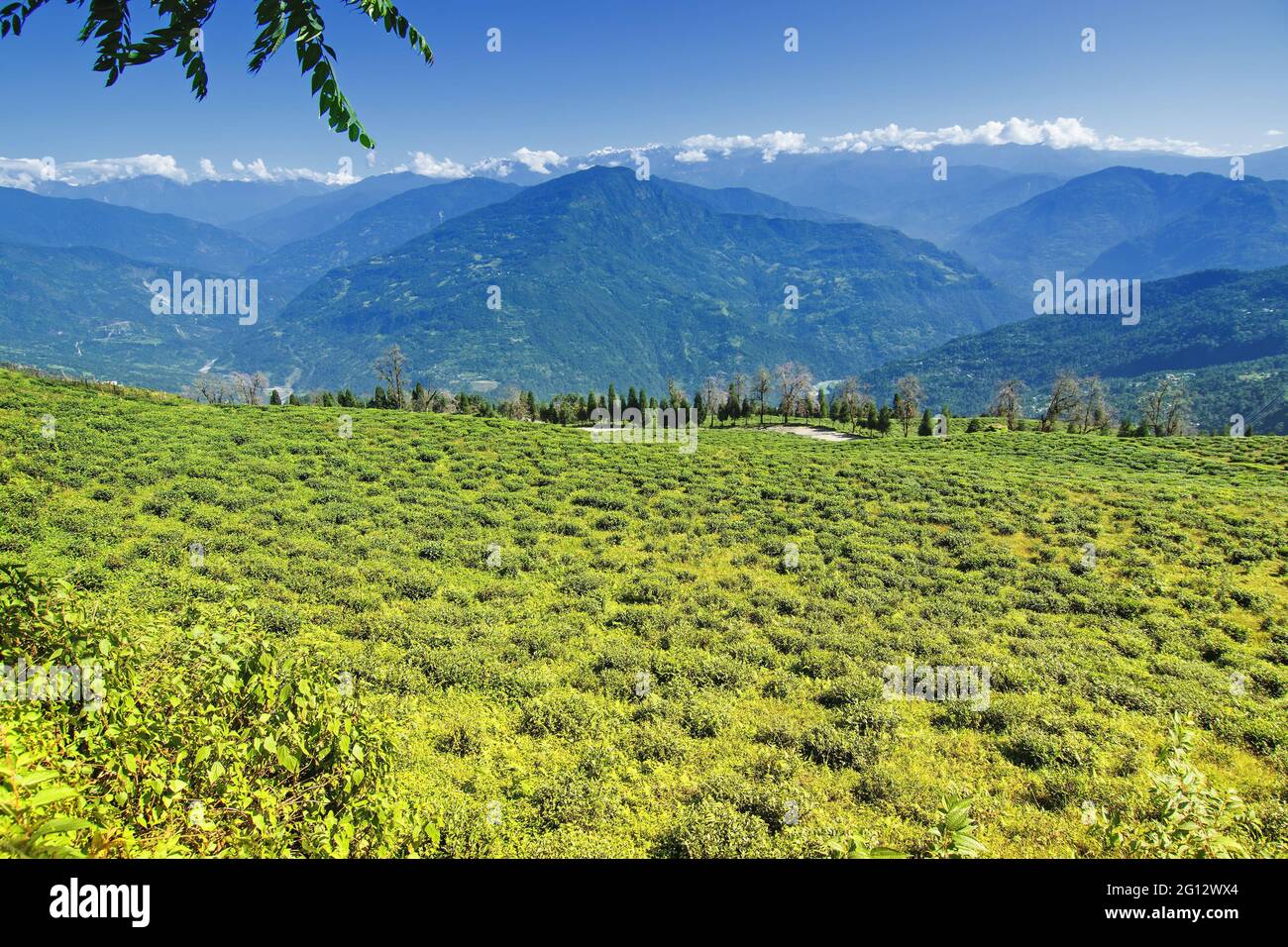 Temi tea garden of Ravangla, Sikkim, beautiful vast tea planatation on ...