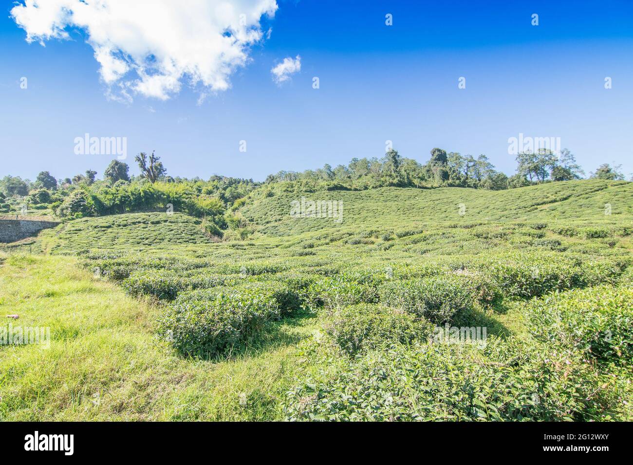 Temi tea garden of Ravangla, Sikkim, beautiful vast tea planatation on ...